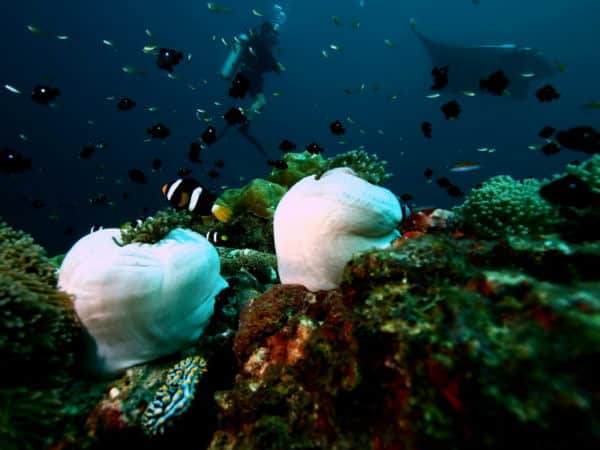 Hin Daeng & Hin Muang - Railay Dive Centre